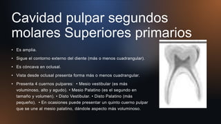 Morfología Dental de Temporales, presentación | PPTX