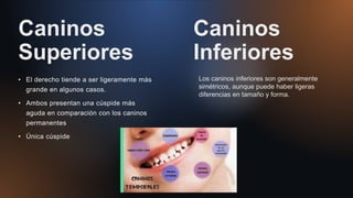 Morfología Dental de Temporales, presentación | PPTX