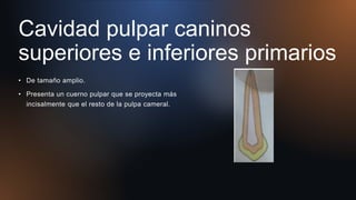 Morfología Dental de Temporales, presentación | PPTX