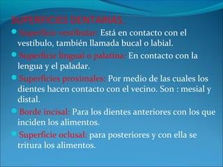 Morfologiadentalgeneralidades copia-090505130300-phpapp02 | PPT