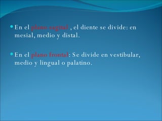 Morfologia Dental Generalidades | PPT