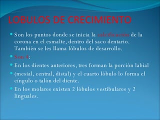 Morfologia Dental Generalidades | PPT