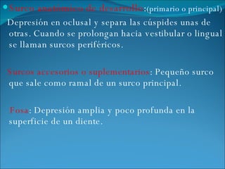 Morfologia Dental Generalidades | PPT