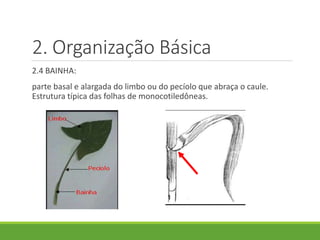 Morfologia dos órgãos vegetativos folha | PPTX