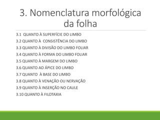 Morfologia dos órgãos vegetativos folha | PPTX