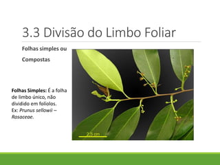 Morfologia dos órgãos vegetativos folha | PPTX