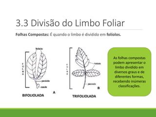 Morfologia dos órgãos vegetativos folha | PPTX