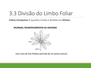 Morfologia dos órgãos vegetativos folha | PPTX