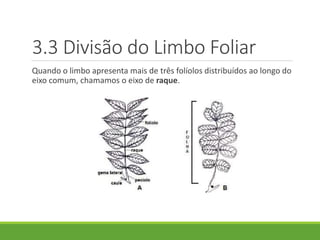 Morfologia dos órgãos vegetativos folha | PPTX
