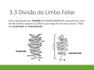 Morfologia dos órgãos vegetativos folha | PPTX