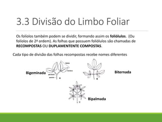 Morfologia dos órgãos vegetativos folha | PPTX
