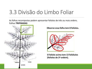 Morfologia dos órgãos vegetativos folha | PPTX