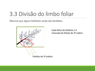 Morfologia dos órgãos vegetativos folha | PPTX