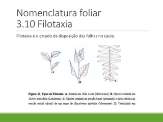 Morfologia dos órgãos vegetativos folha | PPTX