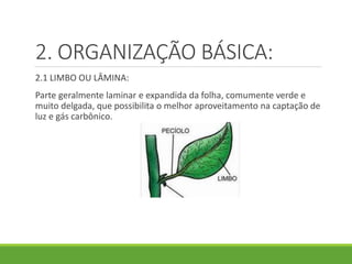 Morfologia dos órgãos vegetativos folha | PPTX
