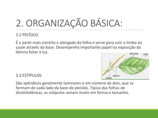 Morfologia dos órgãos vegetativos folha | PPTX