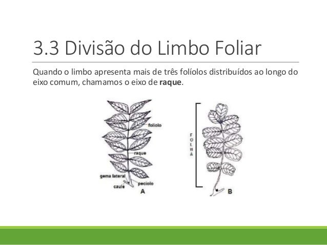 Morfologia dos órgãos vegetativos folha