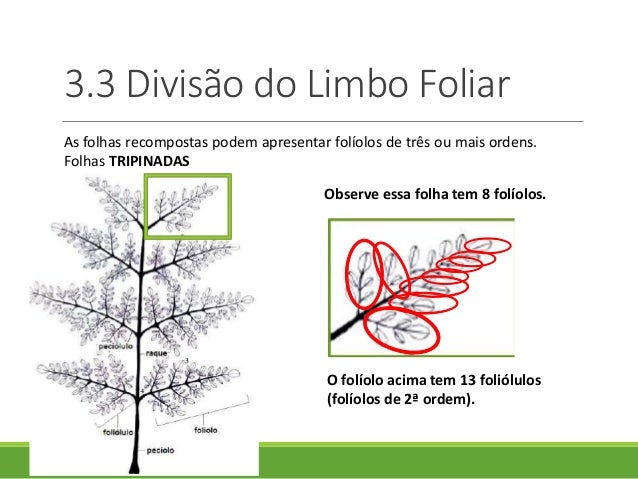 Morfologia dos órgãos vegetativos folha
