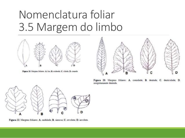 Morfologia dos órgãos vegetativos folha