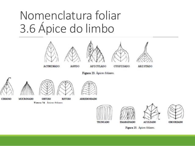 Morfologia dos órgãos vegetativos folha