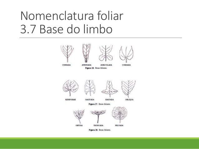 Morfologia dos órgãos vegetativos folha