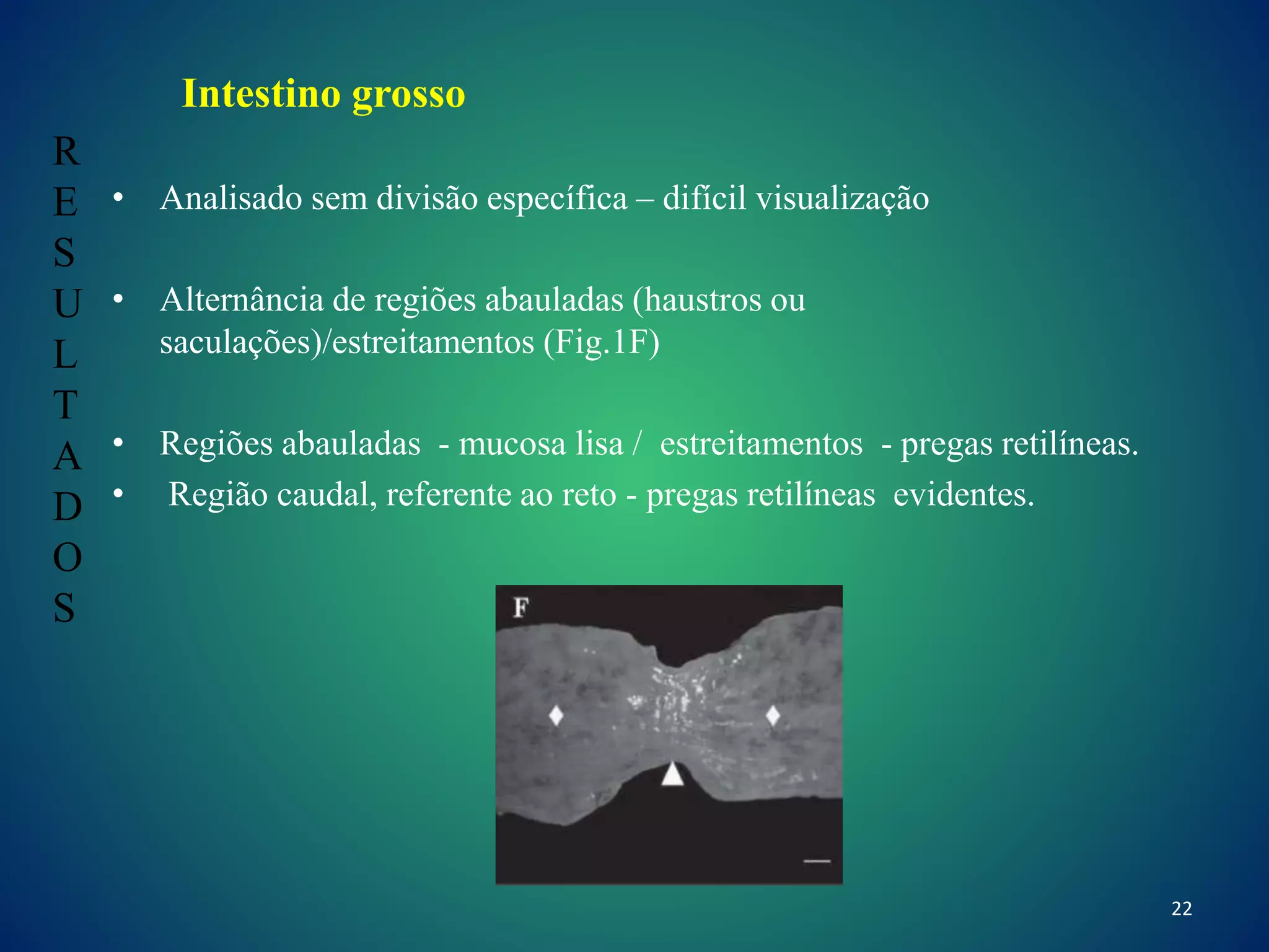 Morfologia do tubo digestório da tartaruga verde | PPTX