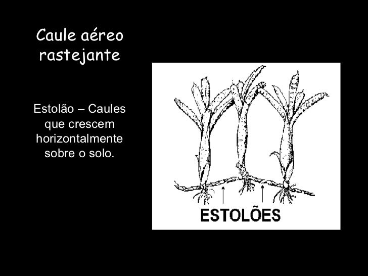 Morfologia e anatomia de caule e raíz