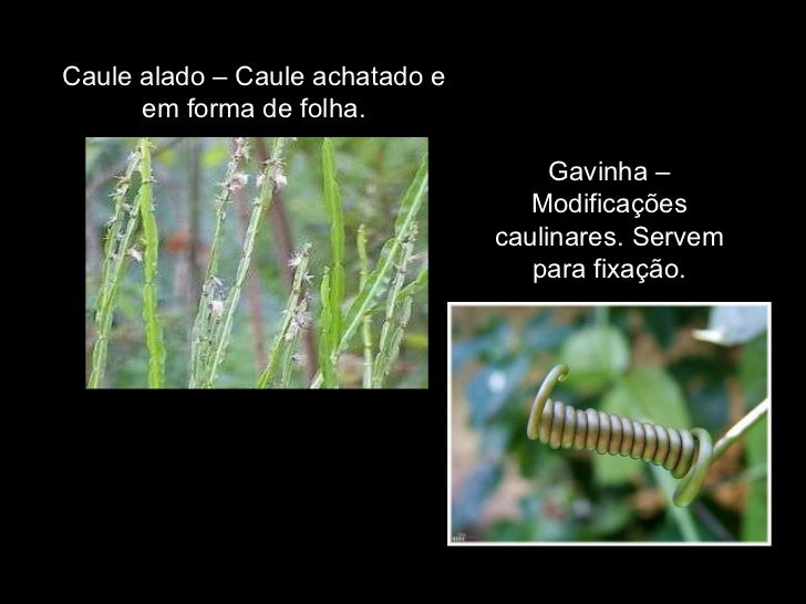 Morfologia e anatomia de caule e raíz