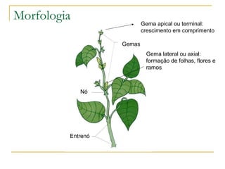 Morfologia e anatomia vegetal Caule | PPT