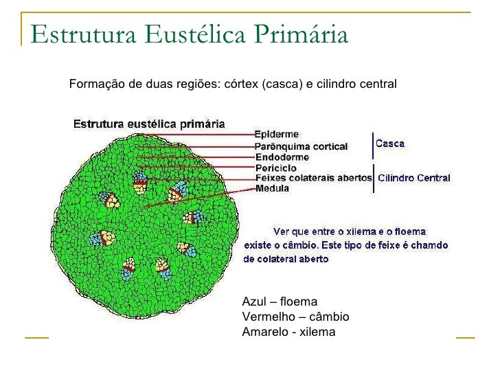 Morfologia e anatomia vegetal Caule