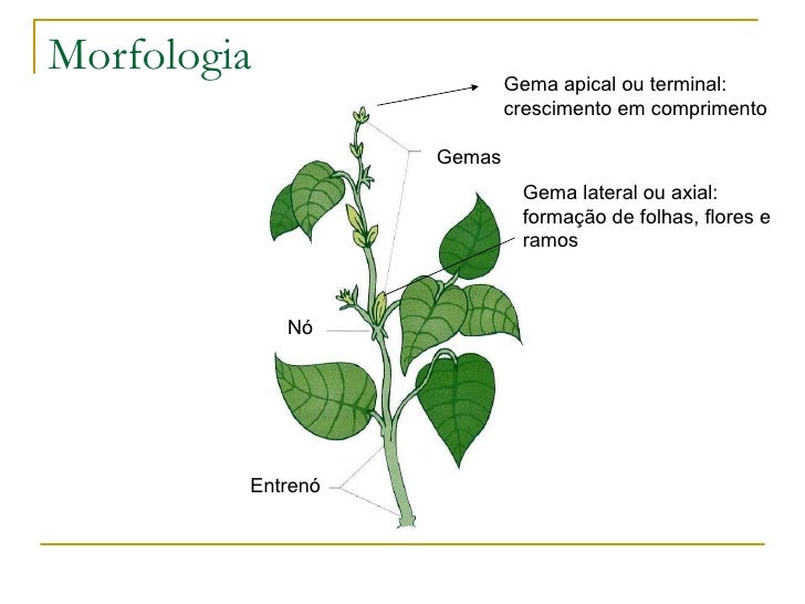 Morfologia e anatomia vegetal Caule
