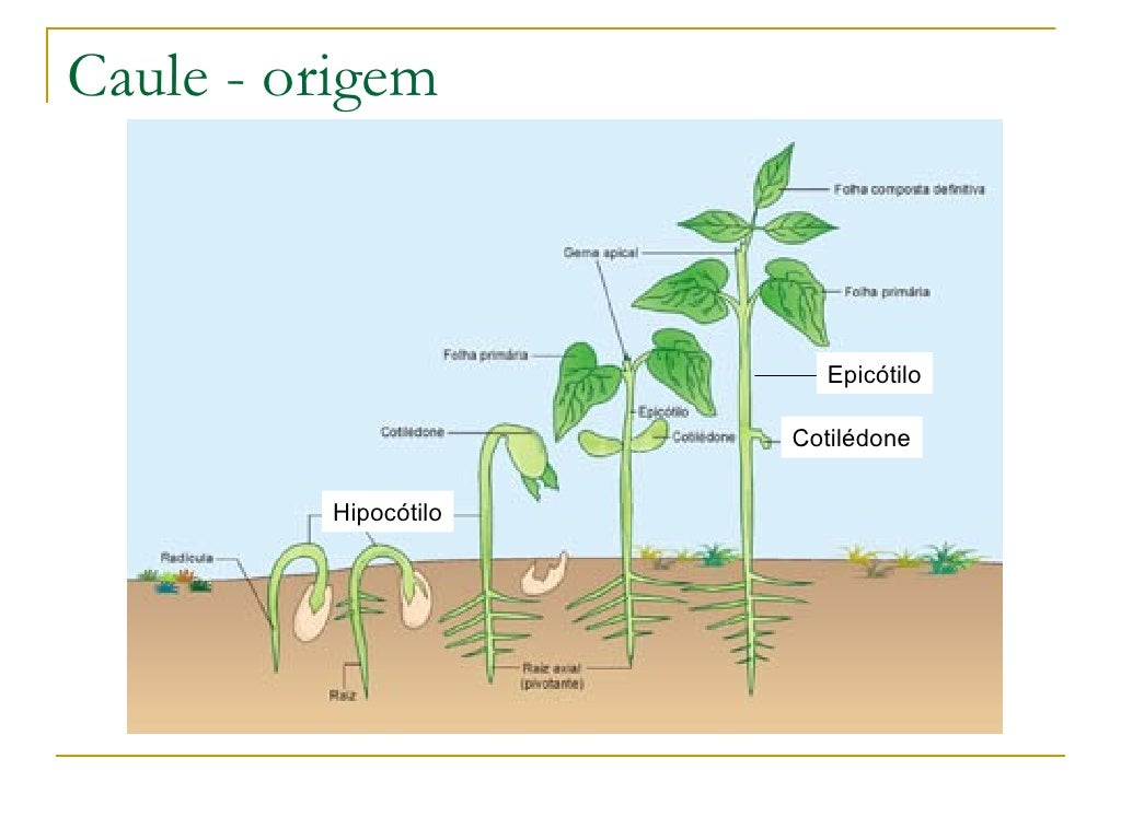 Morfologia e anatomia vegetal Caule