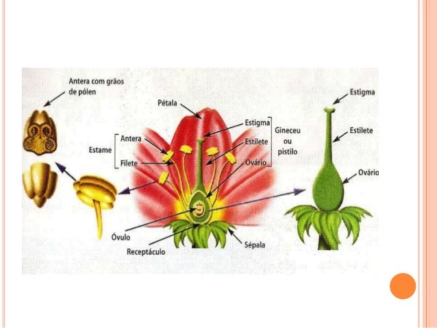 Morfologia e anatomia vegetal