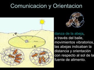 Morfologia e biologia das abelhas apis mellifera esp | PPT