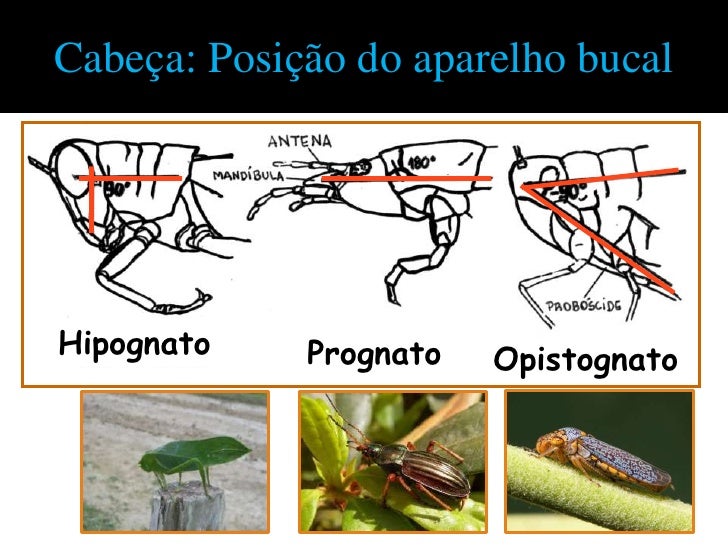 Morfologia externa cabeça e apêndices cefálicos