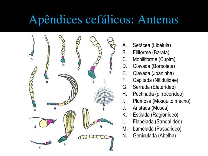 Morfologia externa cabeça e apêndices cefálicos