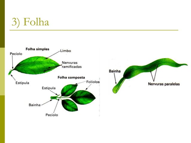Morfologia externa das angiospermas