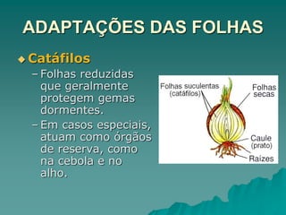 morfologia_Externa_Plantas_.ppt