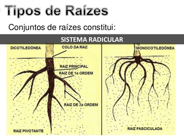 Morfologia externas das angiospermas