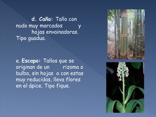 morfologia externa tallo (1).ppt en plantas | PPT