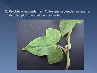 morfologia externa tallo (1).ppt en plantas | PPT