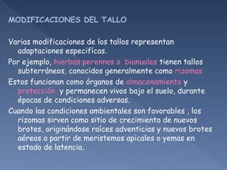 morfologia externa tallo (1).ppt en plantas | PPT