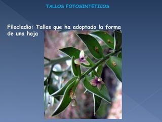 morfologia externa tallo (1).ppt en plantas | PPT