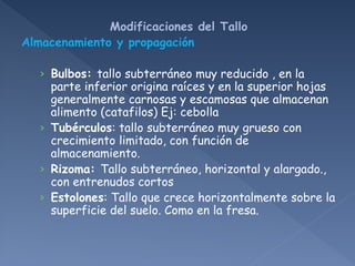 morfologia externa tallo (1).ppt en plantas | PPT