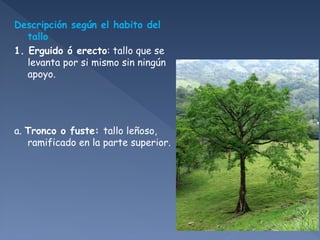 morfologia externa tallo (1).ppt en plantas | PPT