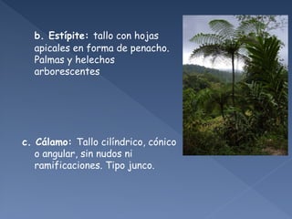 morfologia externa tallo (1).ppt en plantas | PPT