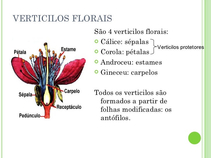 Morfologia floral