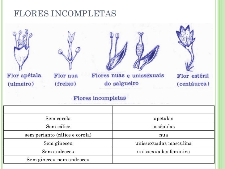 Morfologia floral