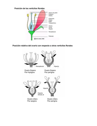 Morfologia floral | PDF