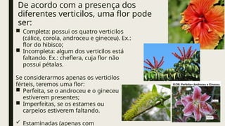 Morfologia de flores e inflorescência.pptx